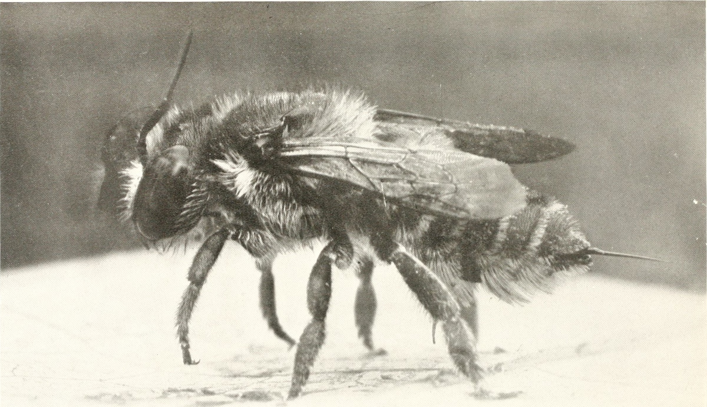 Bee stings – Jason E. Andersen